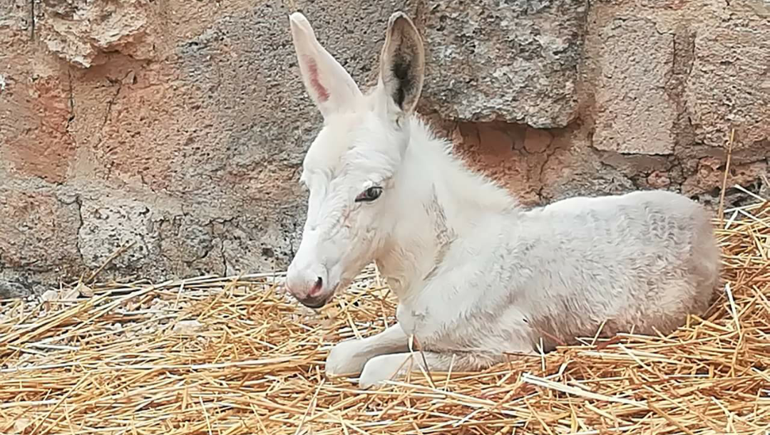 Carovigno: è nato un asino bianco