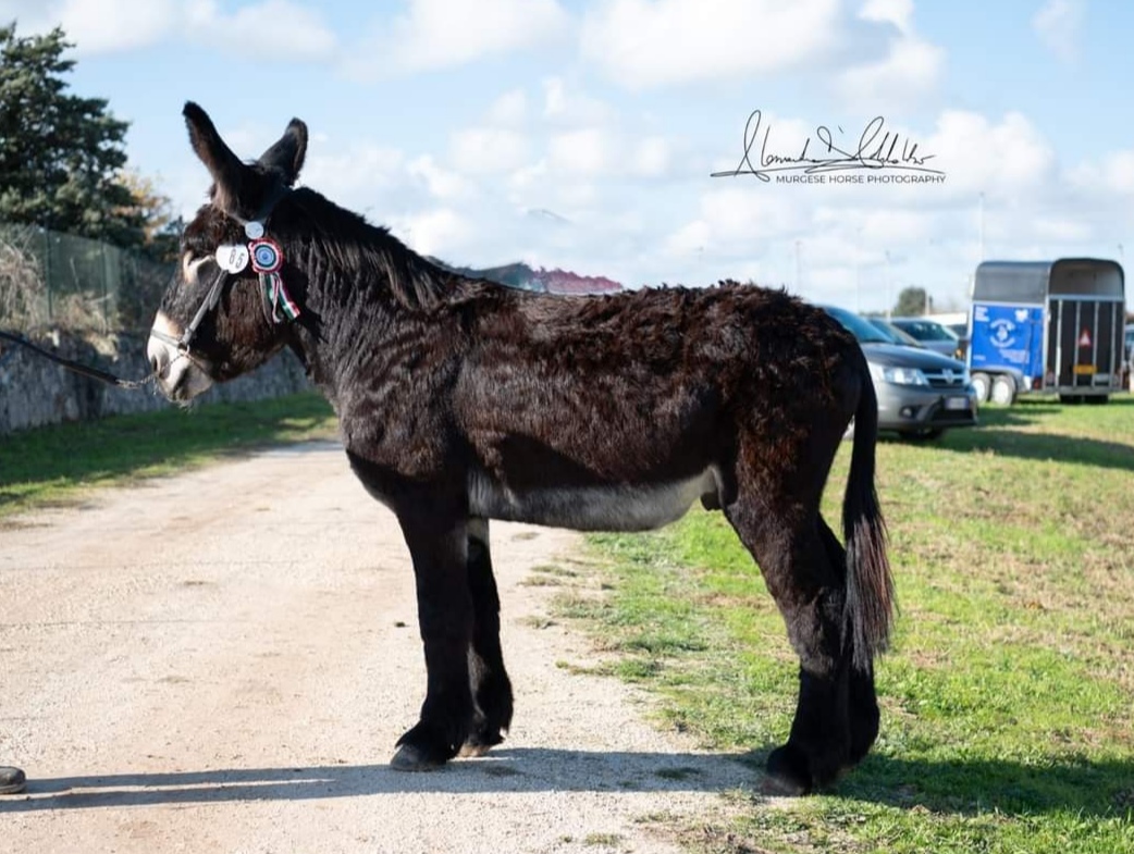 Asino di Martina Franca: puledri 30 mesi, ha vinto Ramon - Noi Notizie.