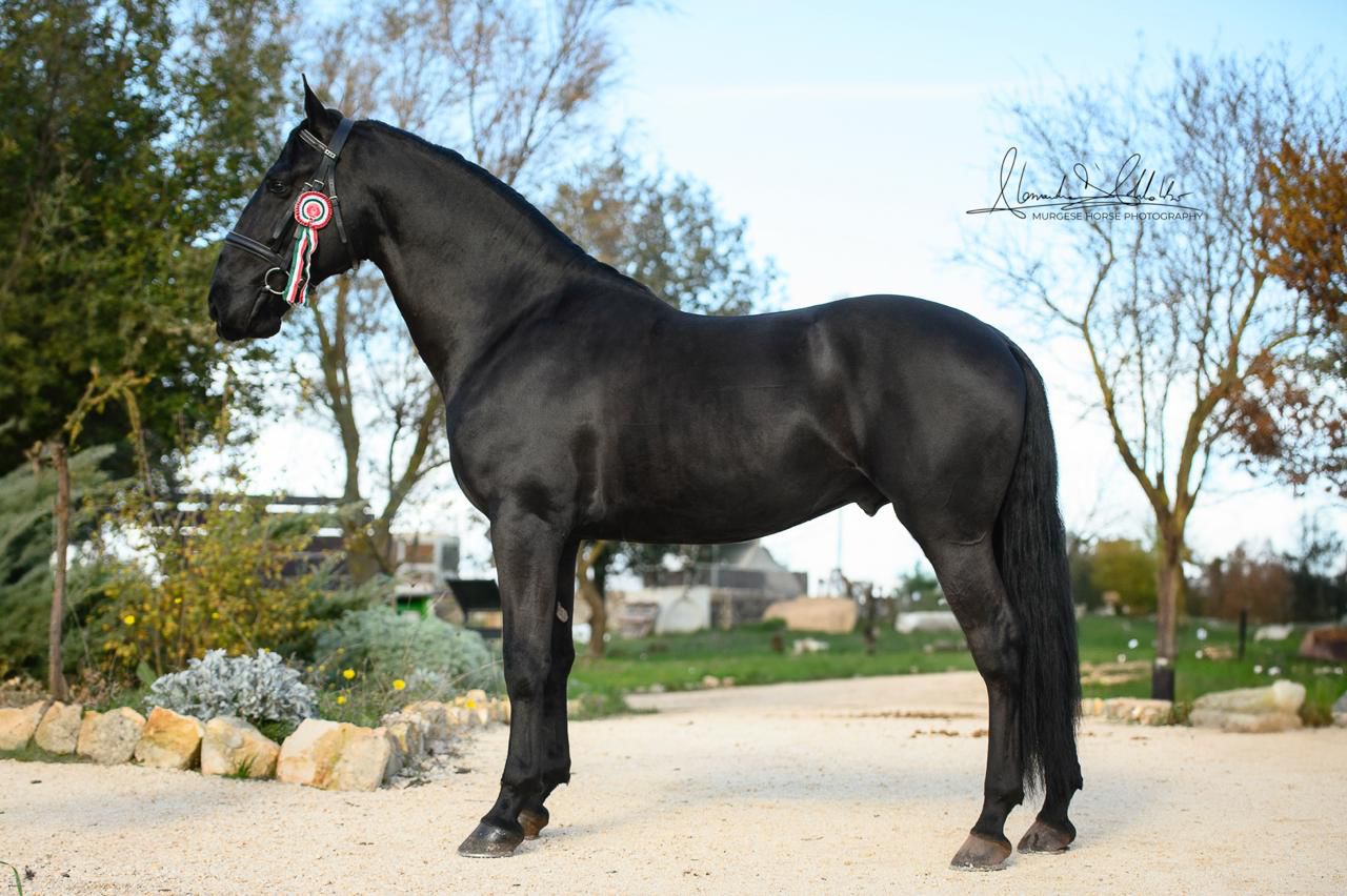 Cavalli murgesi: il campione assoluto Remus I born to wind ed il suo ...
