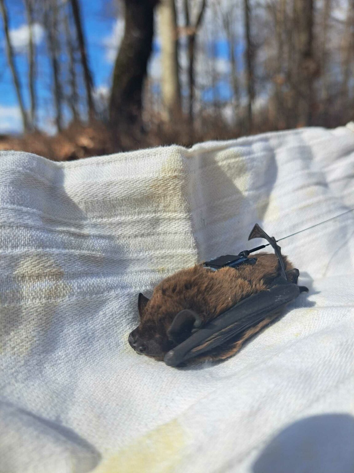 Ina, piccola pipistrella tracciata nel suo viaggio dall'Italia: varcate ...