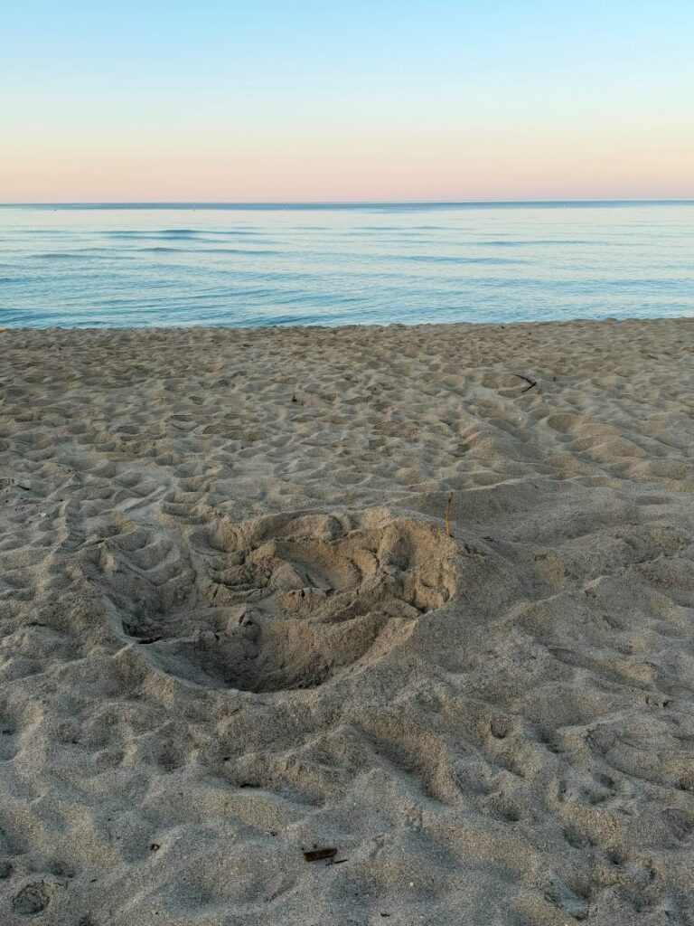 Costa di Ugento: rinvenuto il primo nido di tartaruga marina della ...
