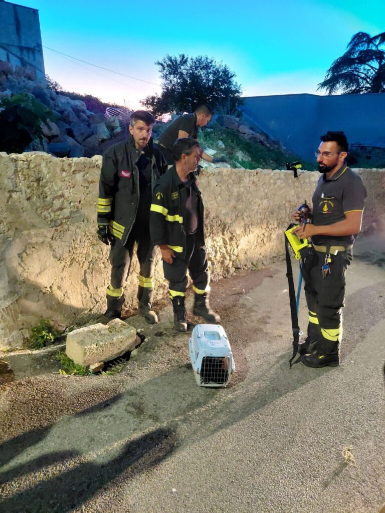 Martina Franca: gatto sordo investito e ferito, caduto in un tombino ...