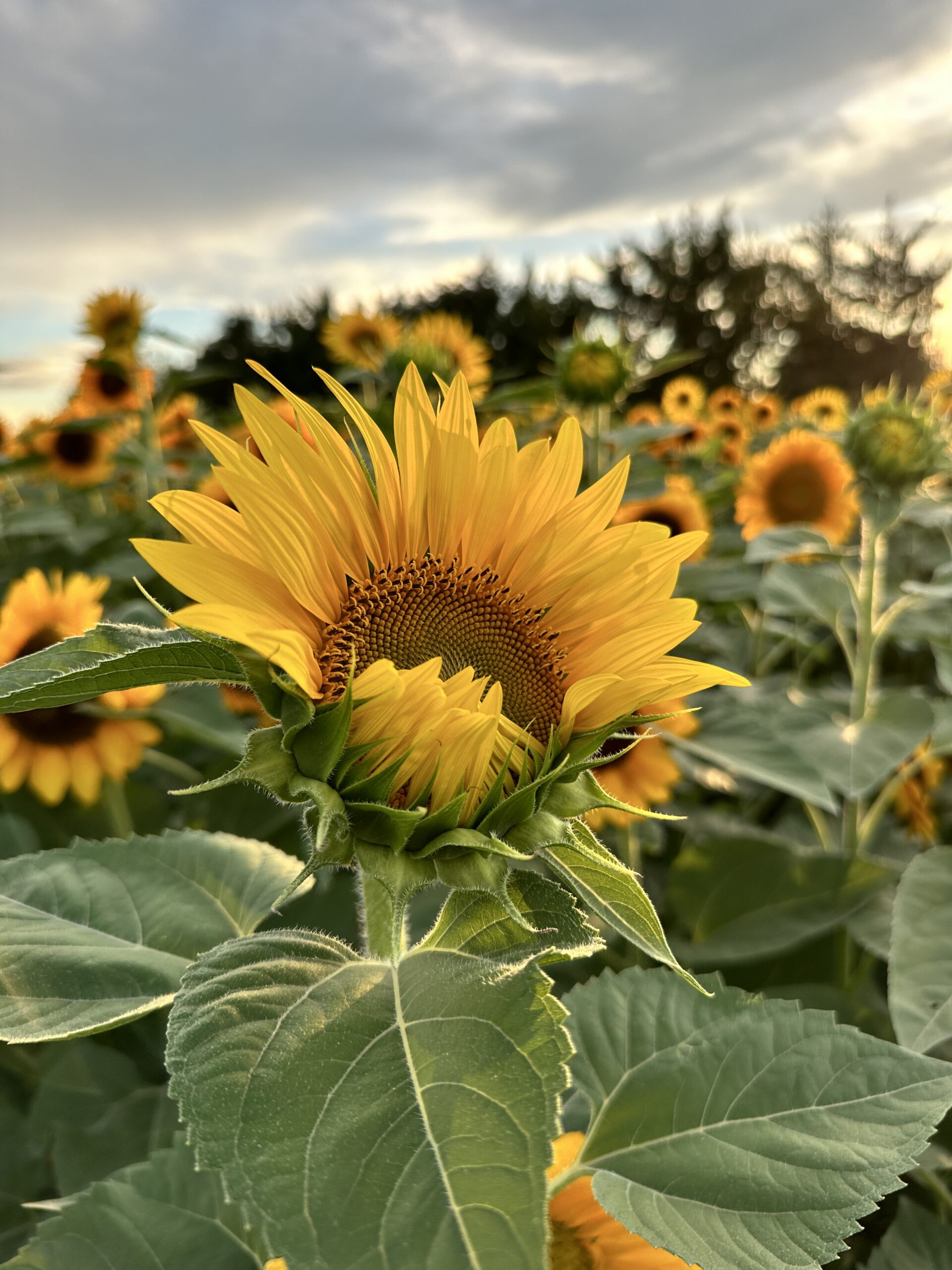 Foggia: riaprono oggi i campi di girasoli e lavanda di Puglia – Noi ...